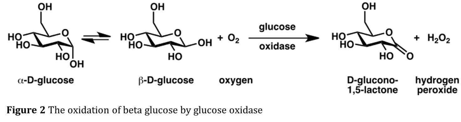 The Life-Preserving Power of an Enzyme and the Oxidation Reaction ...